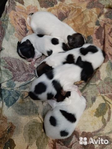 Щенки -бабочки, папийон