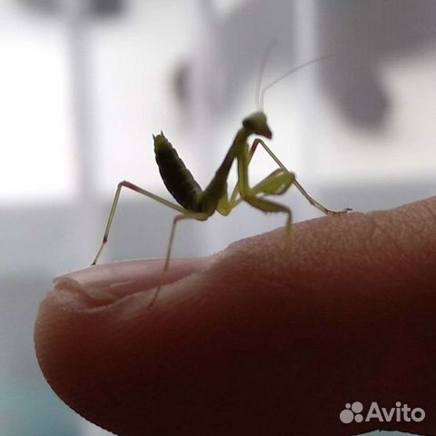 Богомол крымский