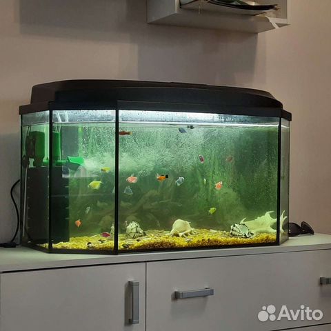 Аквариум целиком