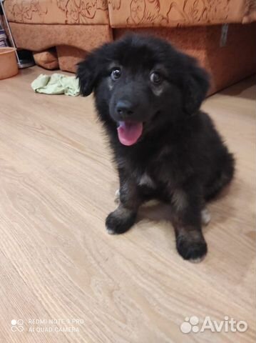 Девочка-пушистик, 1,5 месяца, в добрые руки