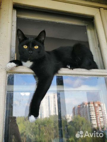 Чарли ищет дом