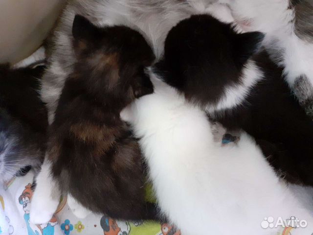 3 кота и кошечка