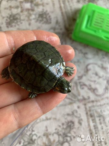 Черепаха маленькая