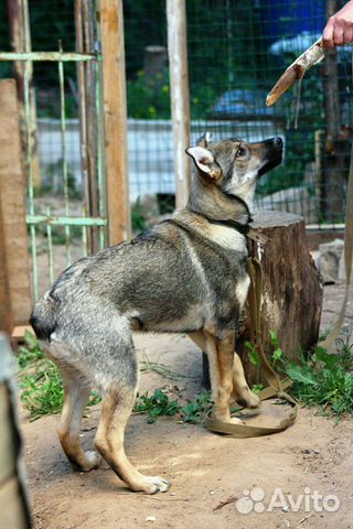 Щенок мальчик