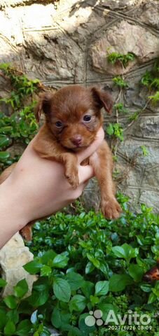 Щенки русский Той-терьер