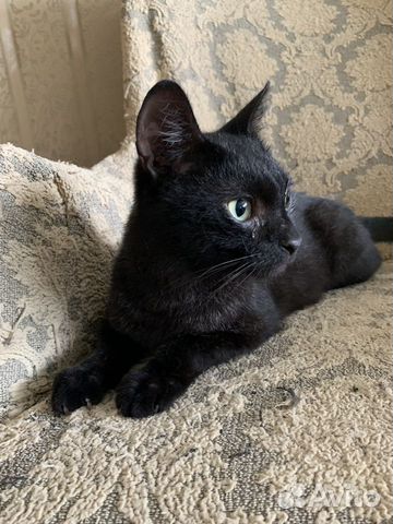 Кошке Багире очень нужен дом