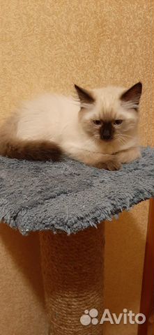 Невские маскарадные котята