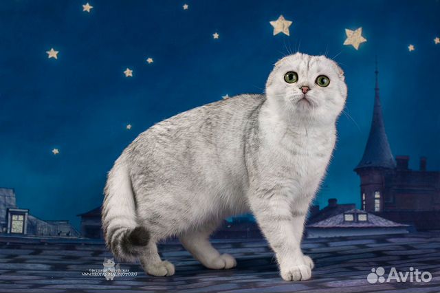 Шотландская вислоухая кошка