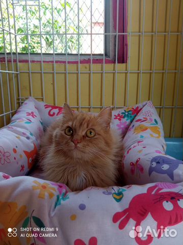 Хурма в добрые руки