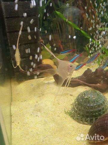 Скалярия вуалева