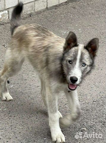 Щенки хаски бесплатно