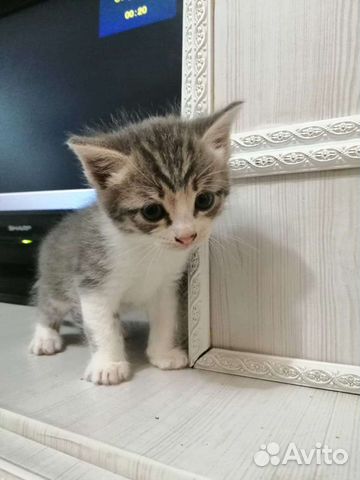 Кошка