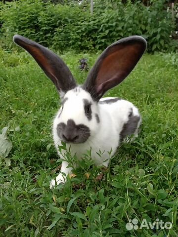 Кролик Нпв Стракач