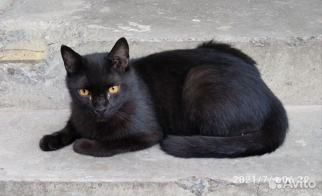 Крупный чёрный кот