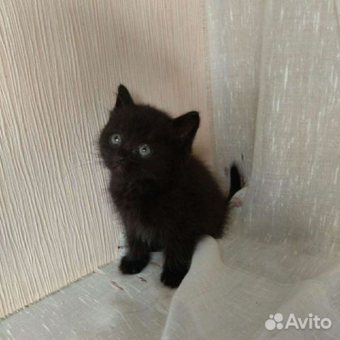 Подкинутые котята-девочки