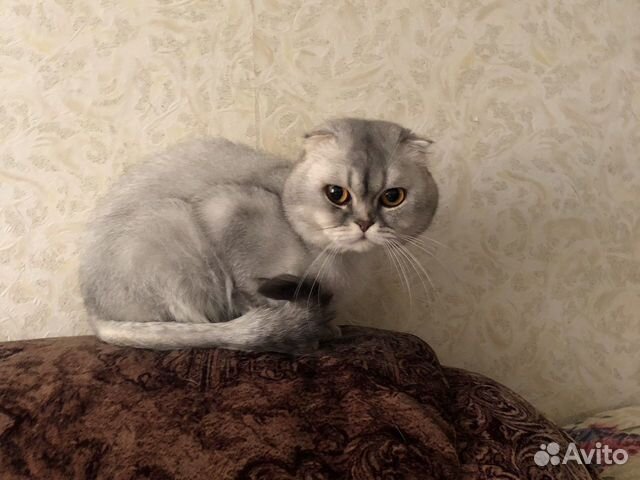 Шотландский вислоухий кот