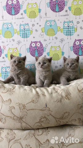 Британские котята