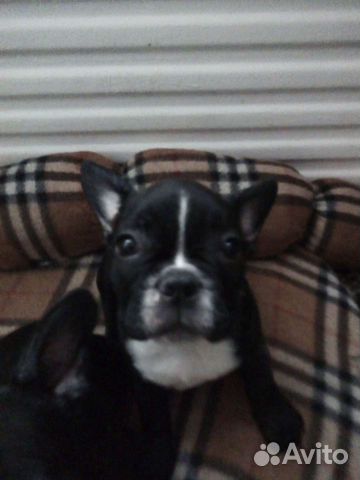 Французский бульдог