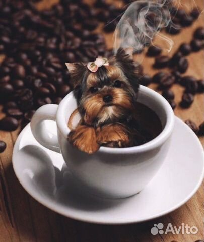 Йоркширские малыши