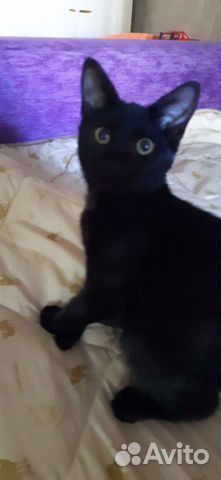 Кошка в дар