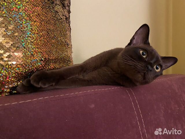 Европейская бурма соболиная