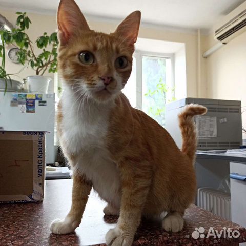 Кошка Марта