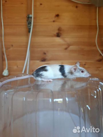 Декоративные мыши
