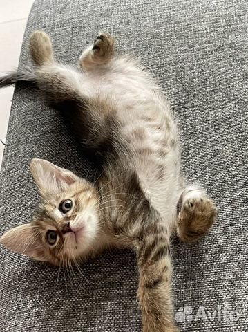 Мраморный Котенок девочка 1,5мес