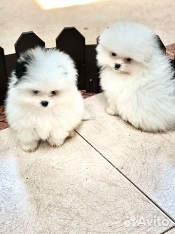 Шпиц померанскиц