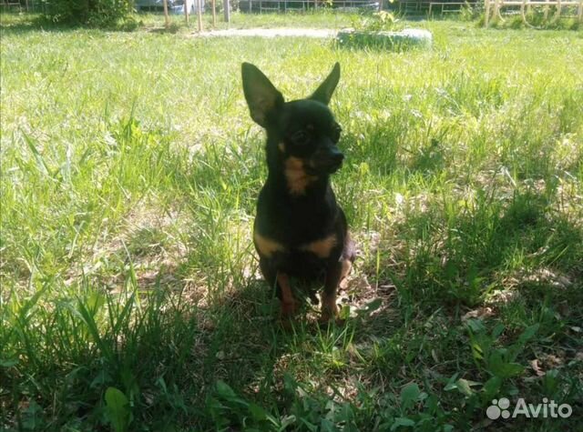 Вязка Мини той-терьер