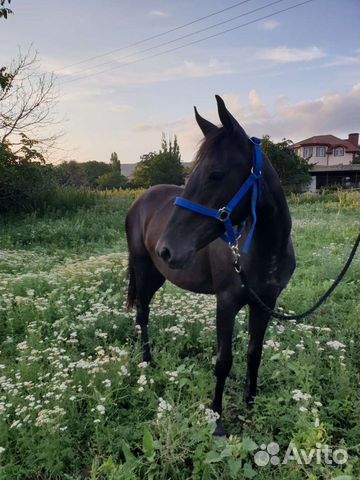 Продажа лошадей