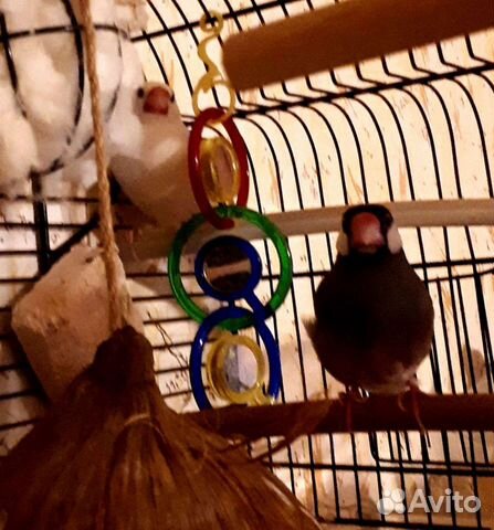 Рисовые амадины