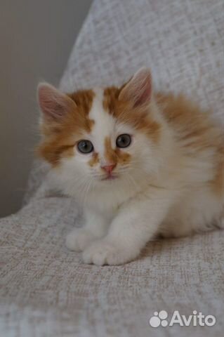 Котёнок Бельчонок, 2 месяца, в добрые руки