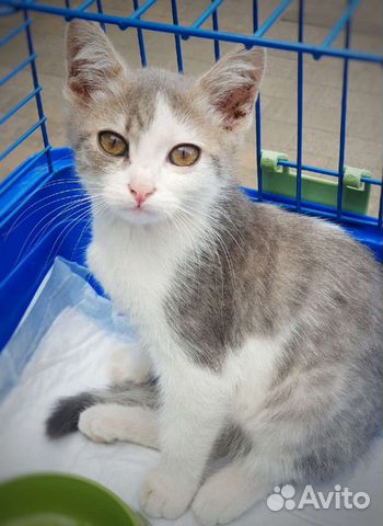 Маленькое чудо ищет семью