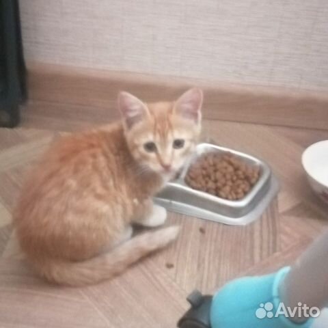 Кошка в дар