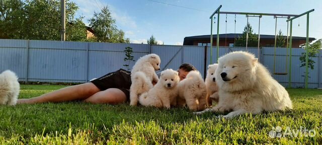 Самоедская собака