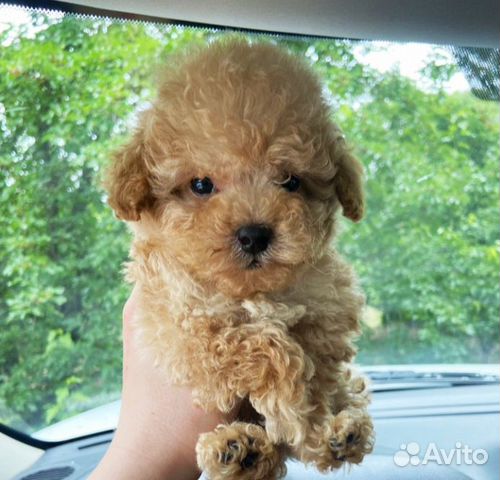 Мальтипушки милашки