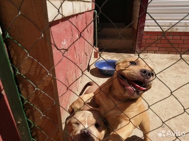 Крутые пацаны американский булли