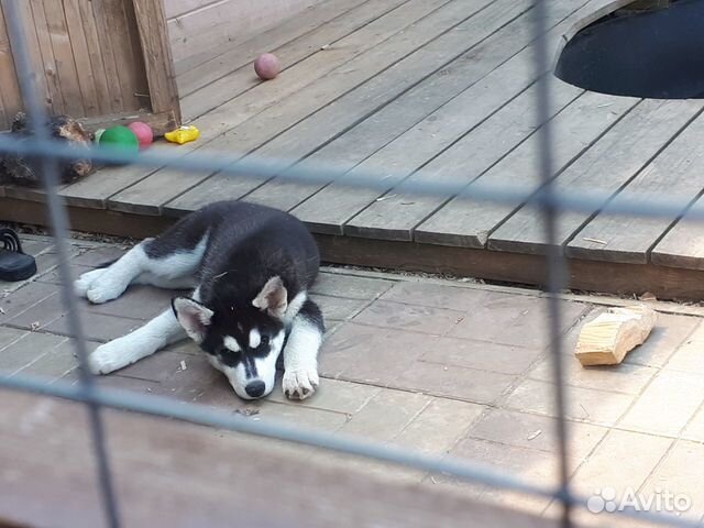 Щенки сибирской хаски