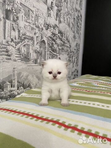 Шотланский котенок