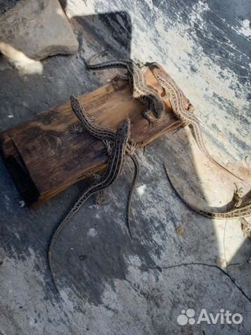 Ящерица ручная