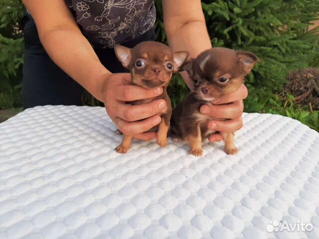 Чишки миниатюра и стандарт