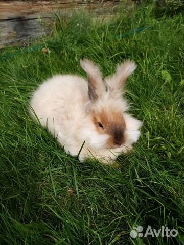 Кролики ангорские