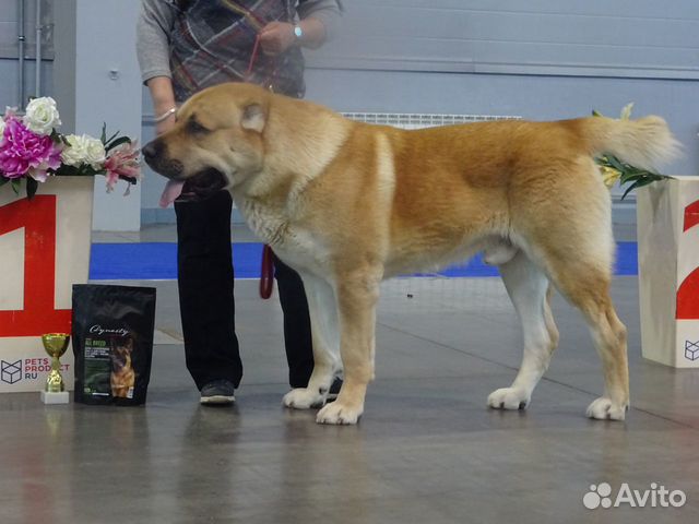 Подрощенные щенки