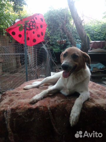 Русская борзая, помесь