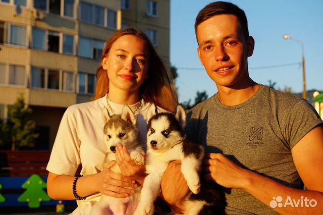 Щенок сибирской хаски чистокровные родители