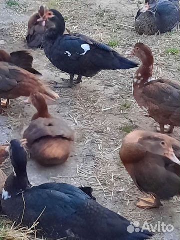 Мускусные утки