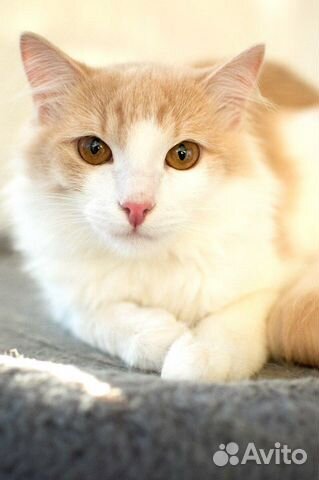 Котик по имени Маркус ищет дом