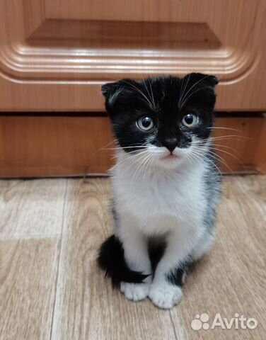 Малышка вислоушка Молли в добрые руки