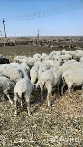 Овцы бараны